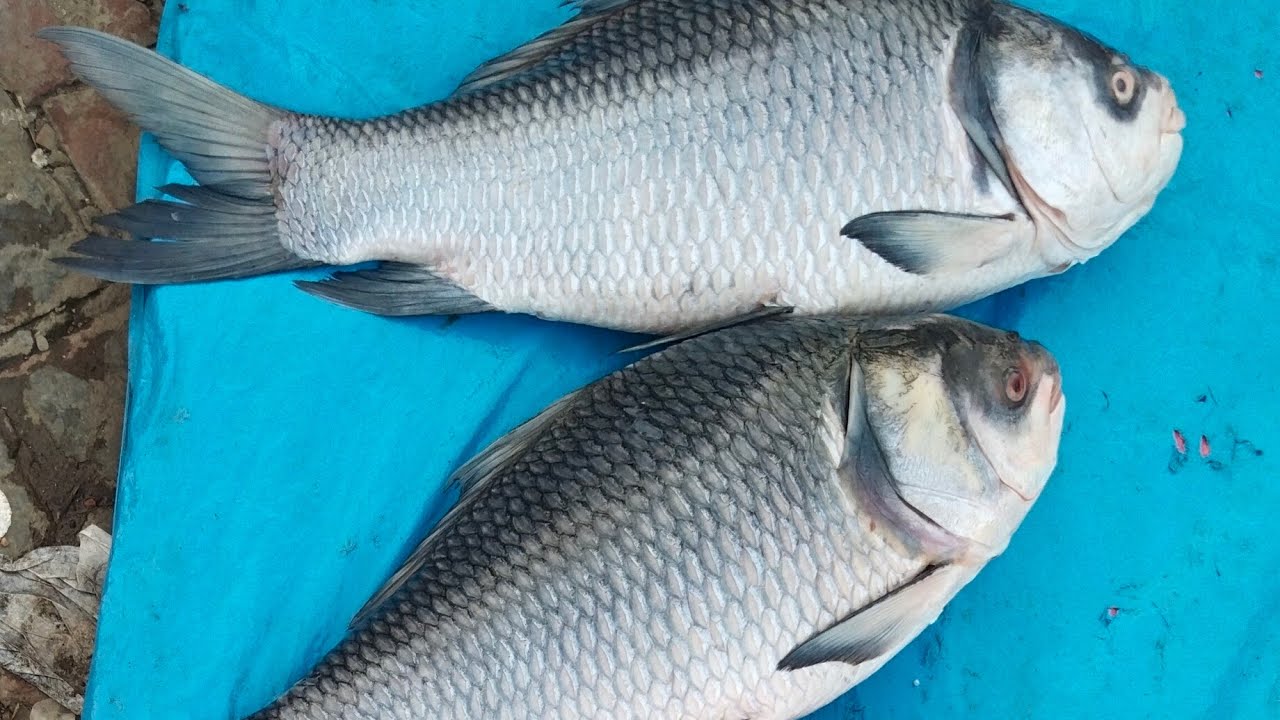 50 Kg Weight Testy Bagair Fish Cutting | River Monster Catfish | Fish ...