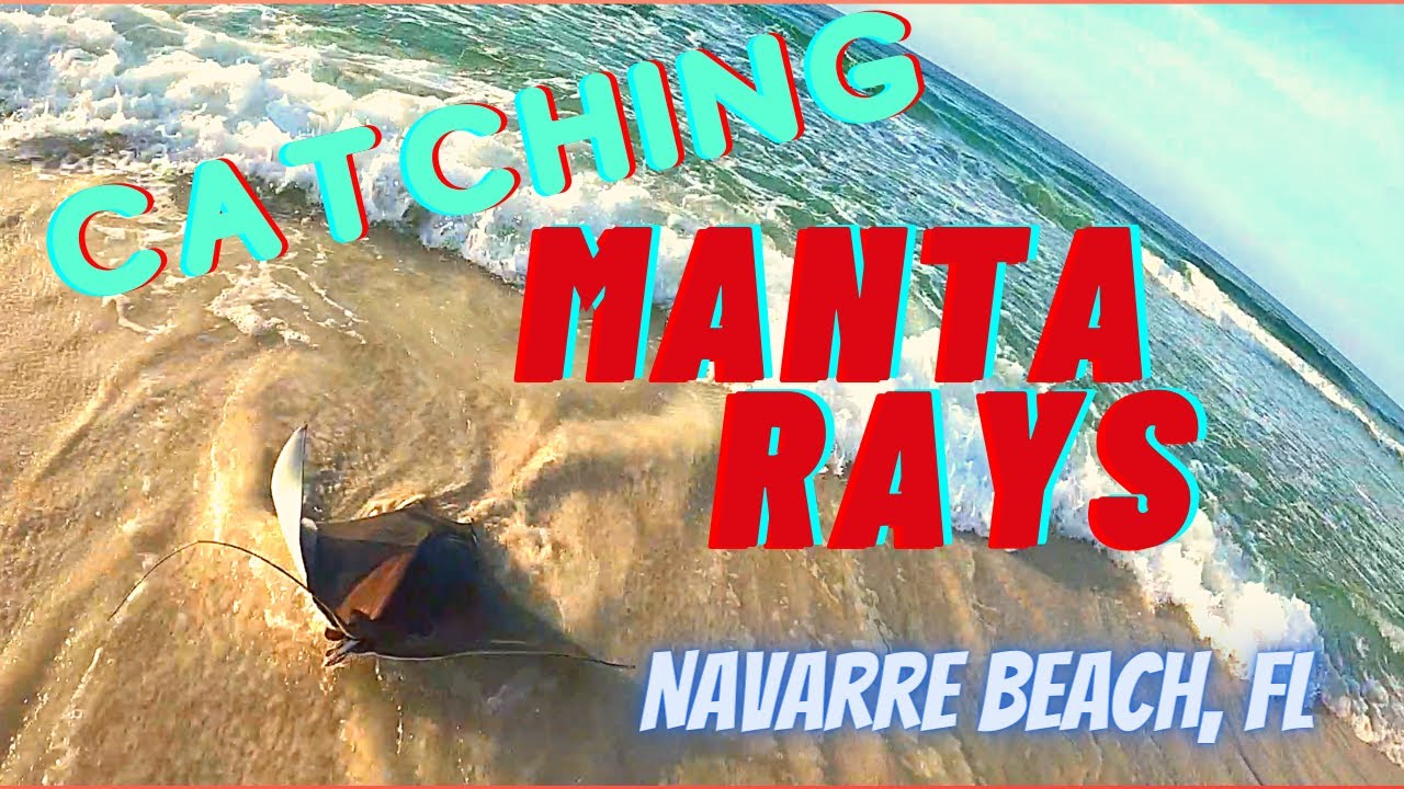 Catching Manta Rays off Navarre Beach, Florida - YouTube