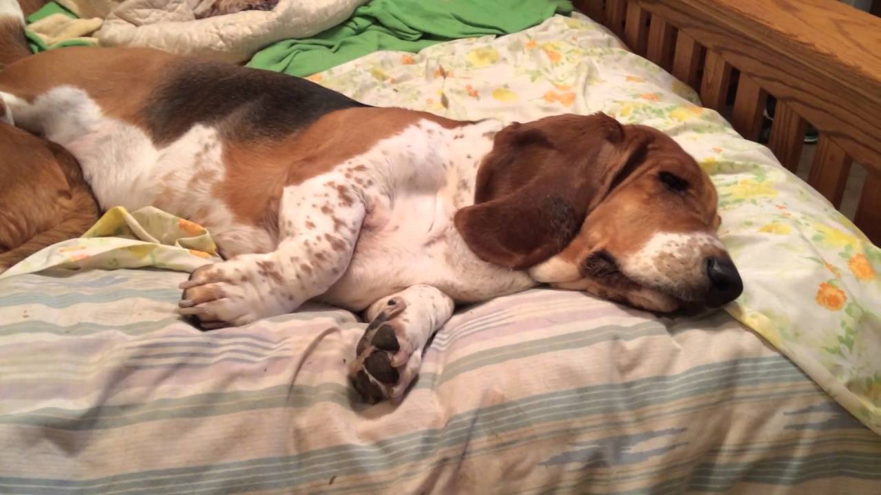 Basset hound Blocks - YouTube
