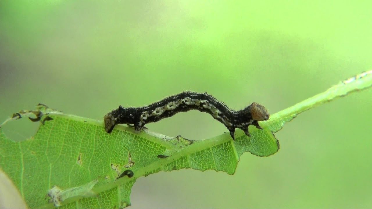 Geometrid Moth Caterpillar (Geometridae) - YouTube