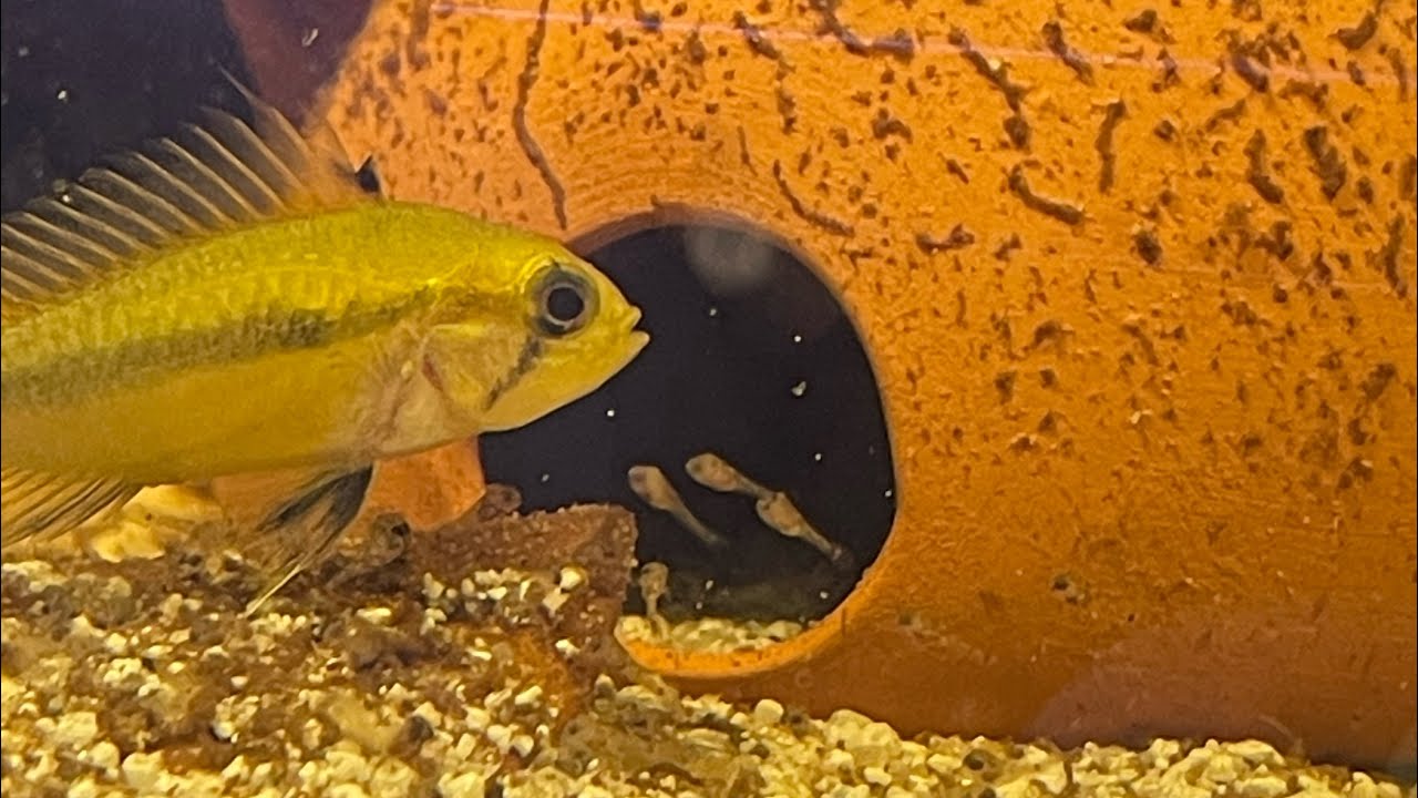 Apistogramma breeding project: Apisto Trifasciata and Apisto Agassizii ...