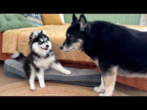 Bu Minik Pomsky Yavrusu Koca Bir Köpeğin Kalbini Eritti