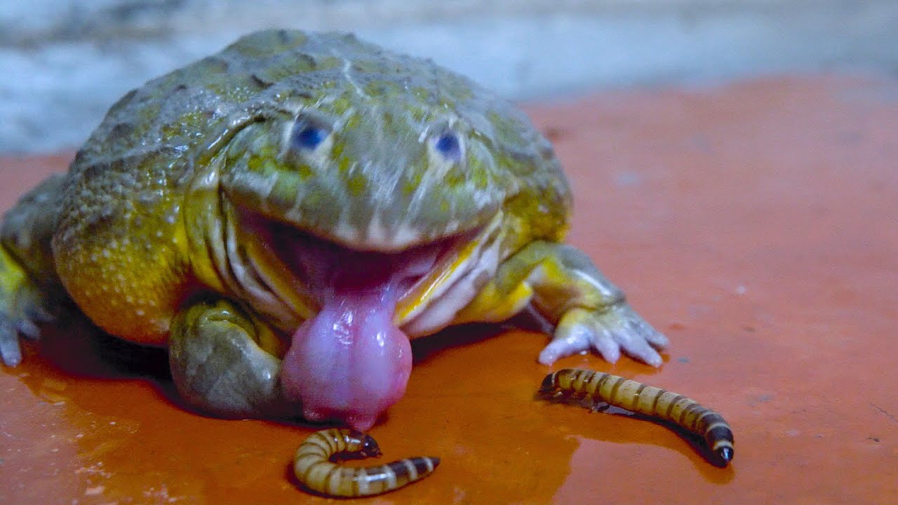 Live Feeding! Giant African Bullfrog Eats Crickets And Worm - YouTube