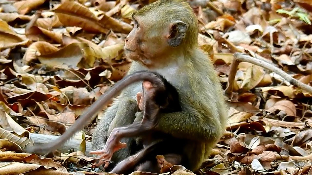 Hot-News!! Little monkey kidnapped poor Calvin, Look she doesn't know ...