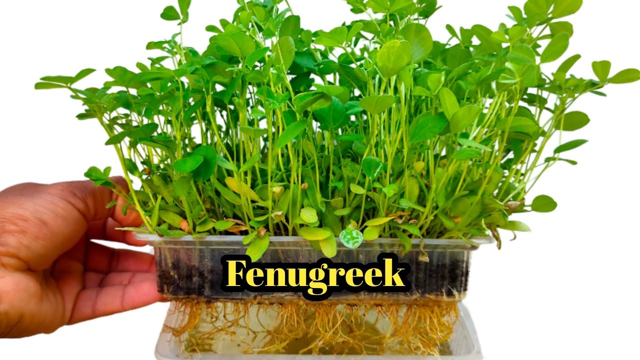 Add a new way to grow Fenugreek / Methi without soil . How to grow ...