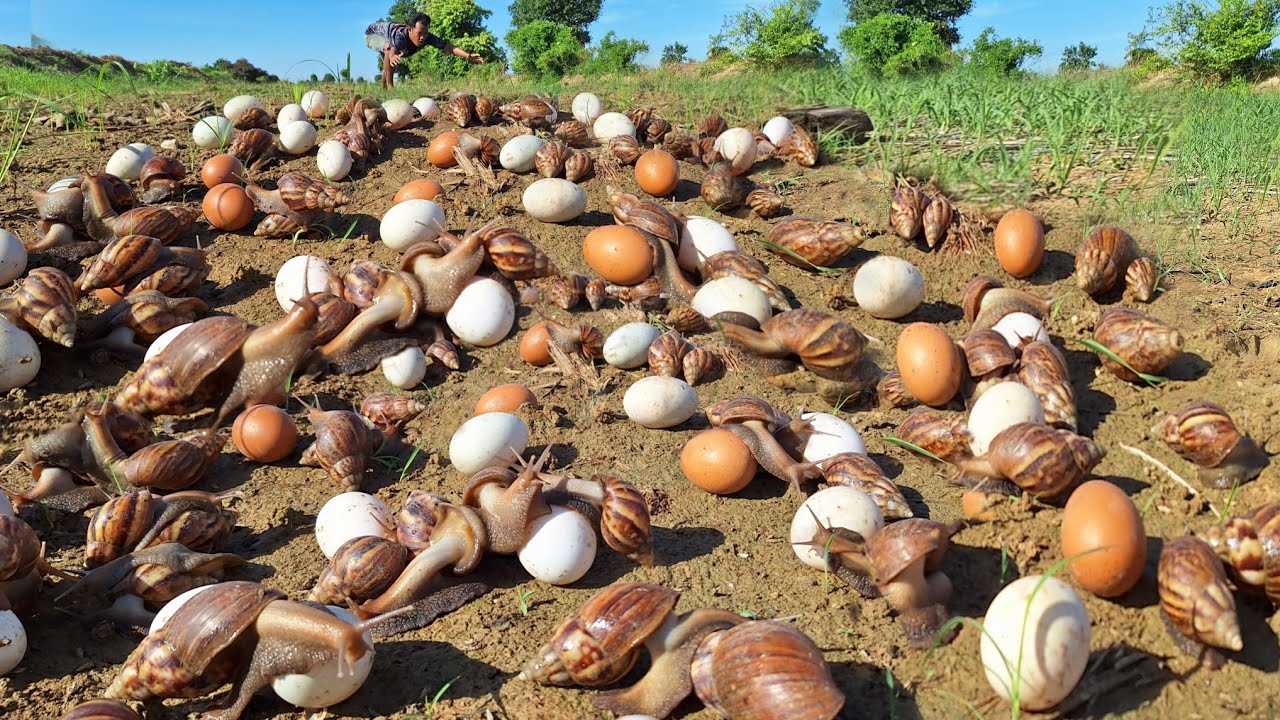 top amazing - A farmer walks down the street and finds a snail in a ...