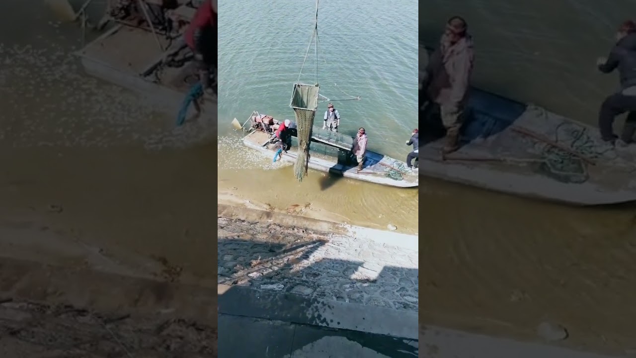 Top Seafood viral fish fishing Amazing fish video ,fishing video Tik ...