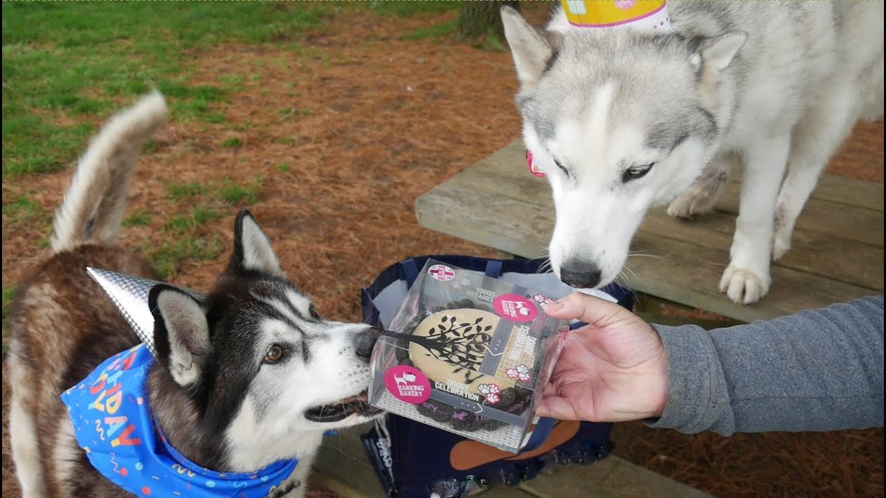TALKATIVE Husky celebrates BELATED BIRTHDAY PARTY number 2 .. with a ...
