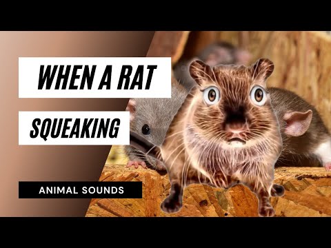When A Rat Squeaking / Sound Effect / Animation - YouTube