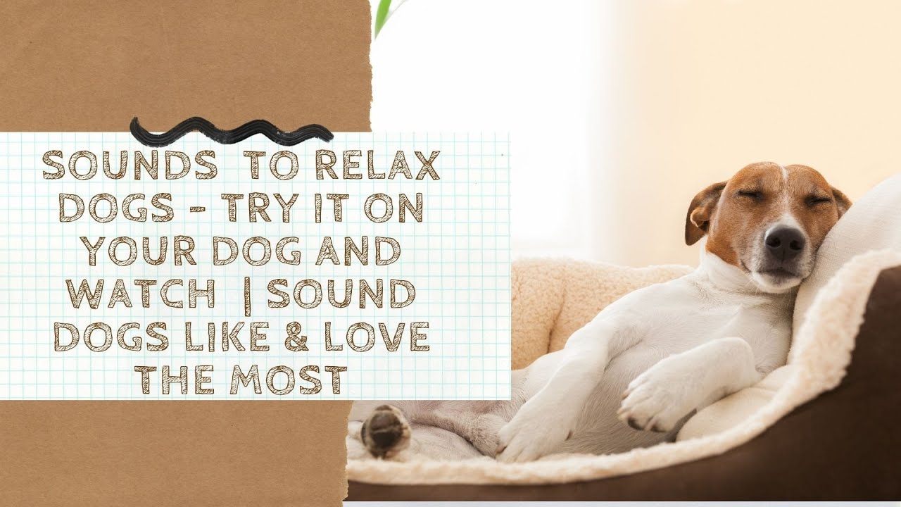 Sounds That Attract Dogs /Sound Dogs Like & Love the Most - YouTube
