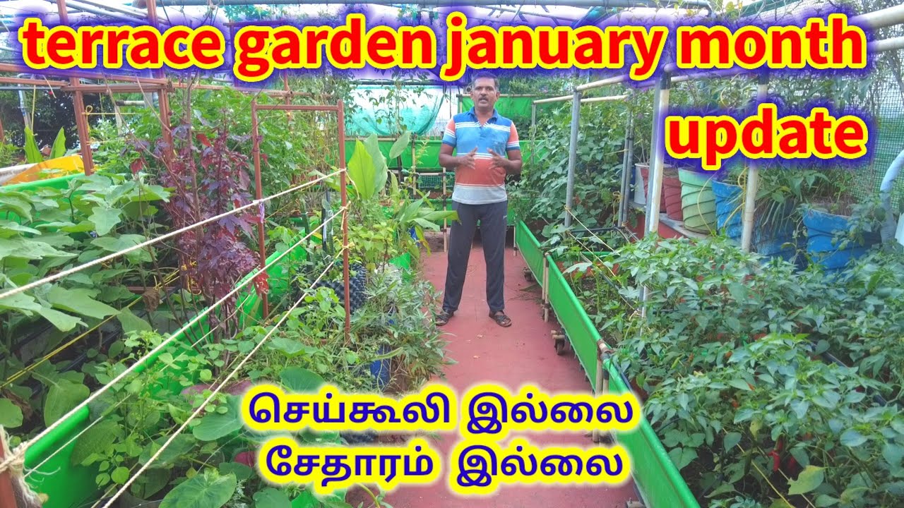 terrace garden January month update | guna Gardening ideas - YouTube