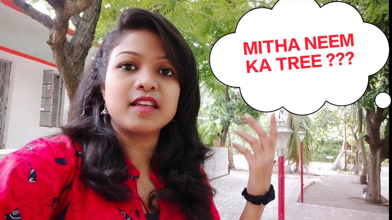 MITHA NEEM 🌿 KA TREE ???🧐 #deepalidkvlogs #neem #tree - YouTube