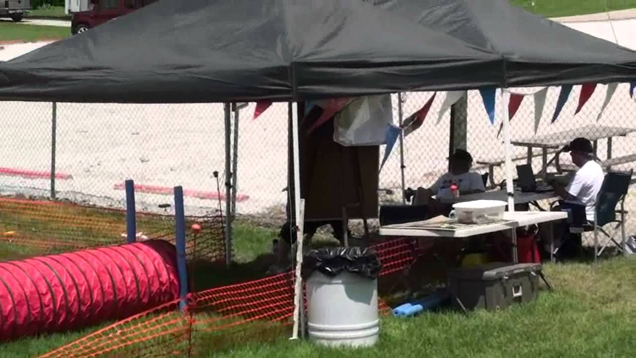 Scoot Muskrat racing and Lure Coursing - YouTube