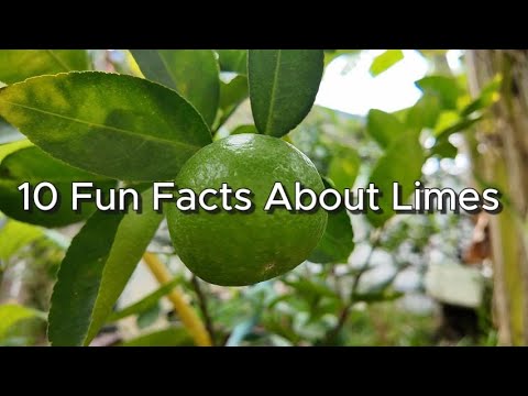 10 Fun Facts About Limes - YouTube