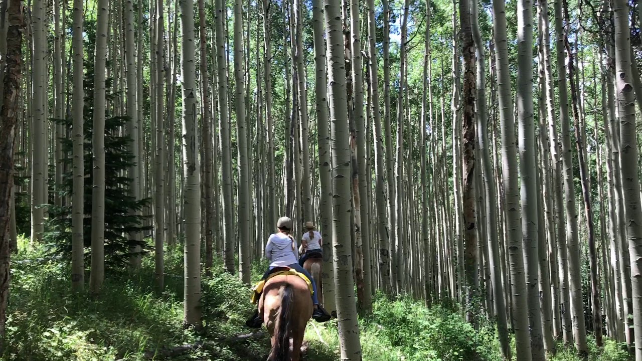Vail Stables Action - YouTube