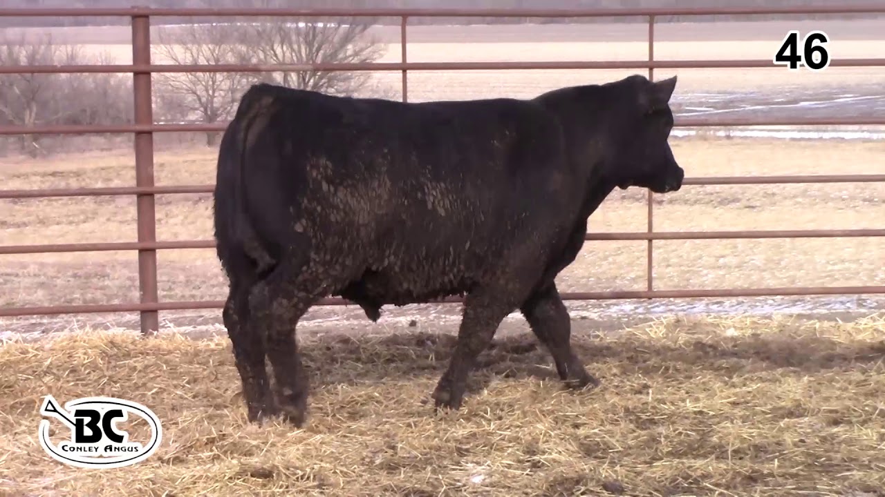 Bill Conley Angus Lot 46 - YouTube
