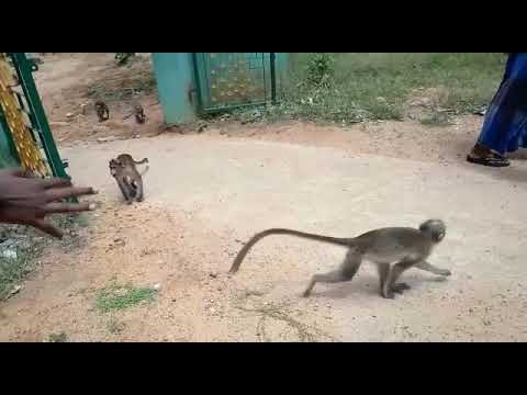 Monkey Mating