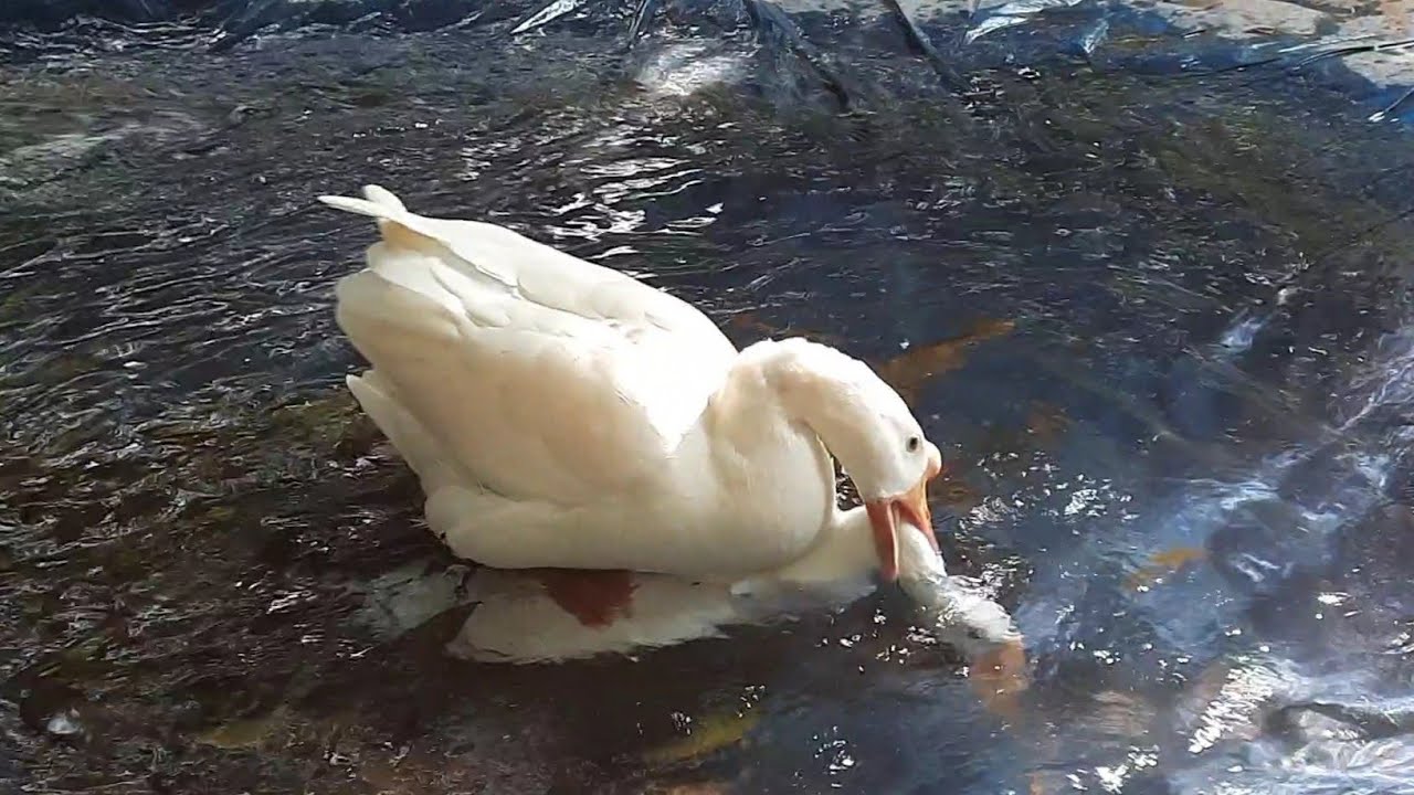 Goose trying to kill its partner by drowning & then saved by duck ...