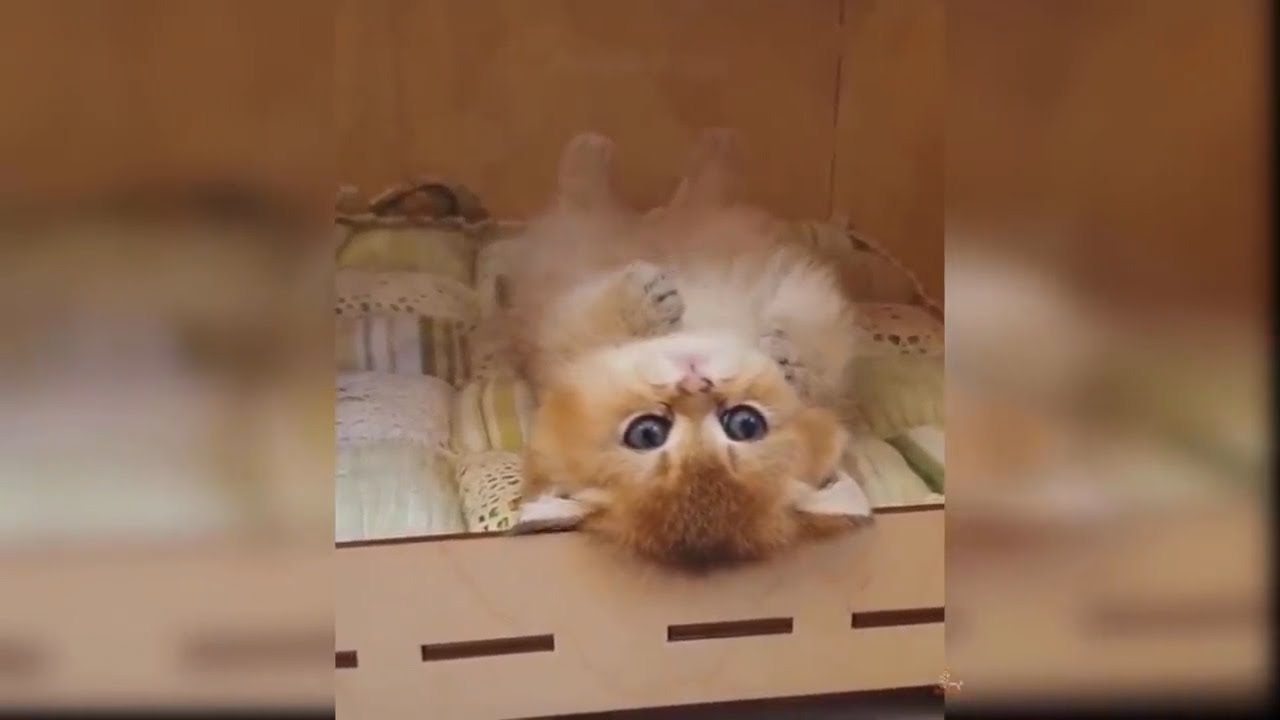 Baby Cats | Cute And Funny Cat Videos Compilation cute and funny cat ...