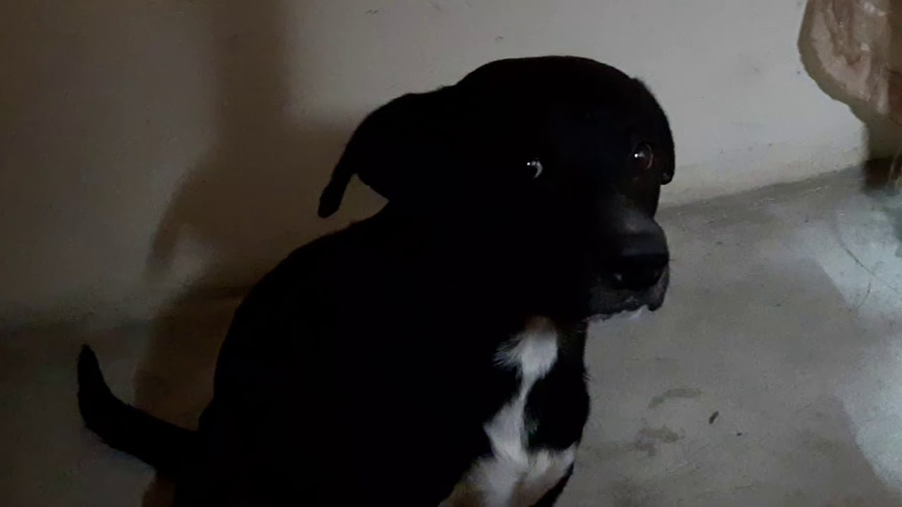 Mi perro viendo como hablo solo frente a la cámara - YouTube