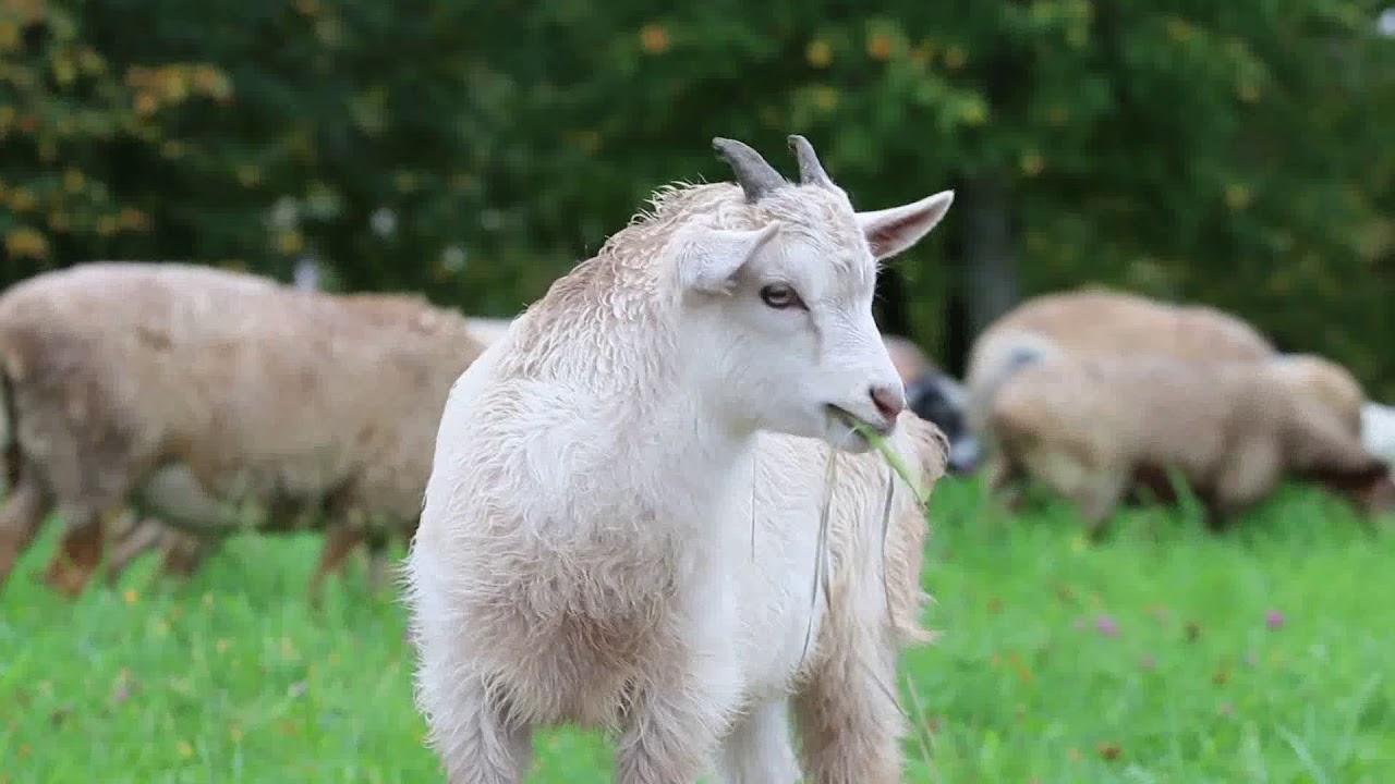 Crazy Lamb Cute Baby In Meadows - YouTube