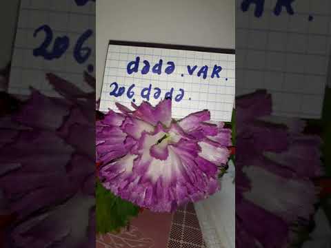 Müdrik atalara can sağlığı nankora insaf gəlsin