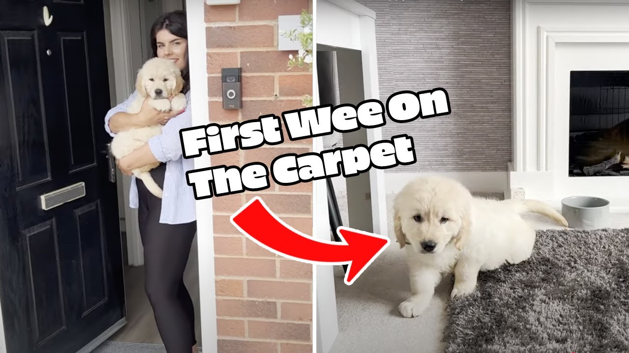 Bringing Home Our Golden Retriever Puppy, Hugo 🐶 - YouTube