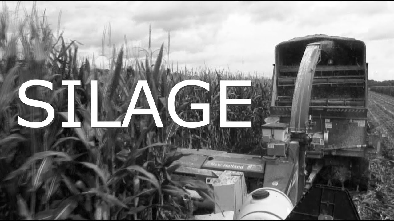 Setting Silage Chop for Best Digestion - YouTube