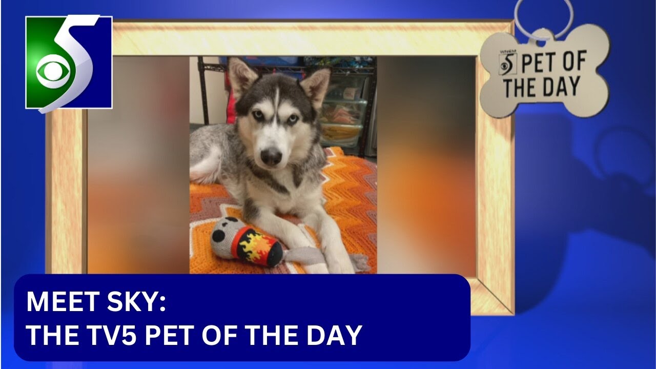 Pet of the Day: Meet Sky - YouTube