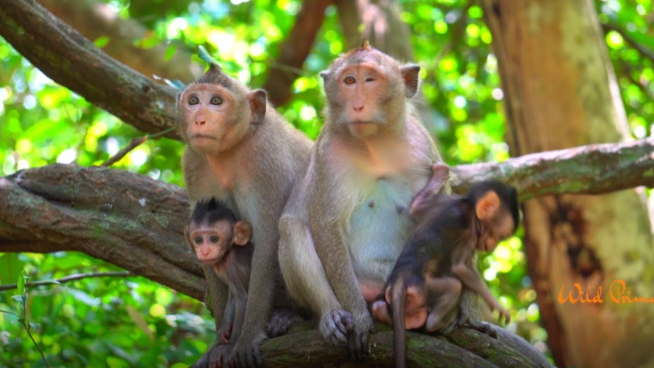 This is absolutely precious when young monkey mom and one eyed mom ...