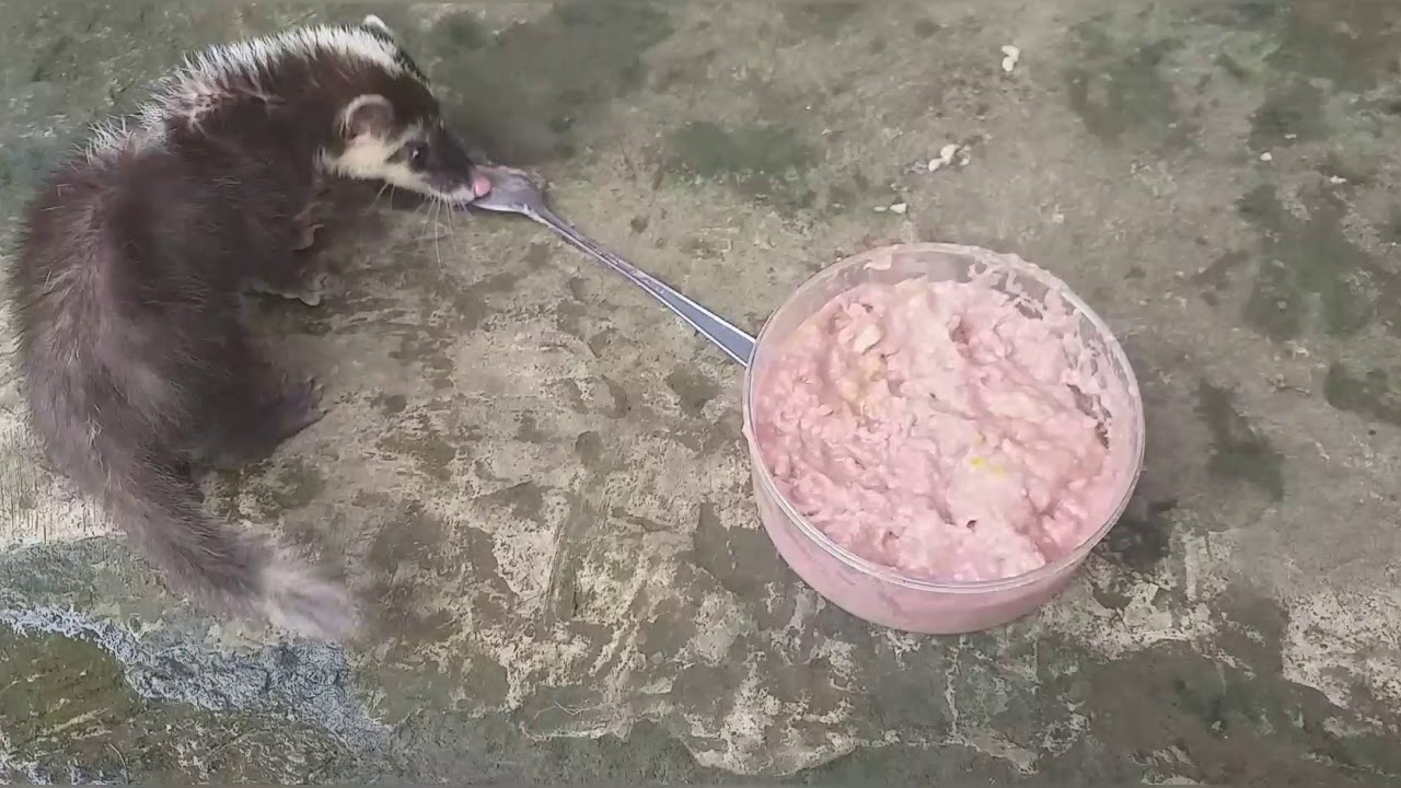 Jenis musang biul/zigung jawa/cogek - YouTube