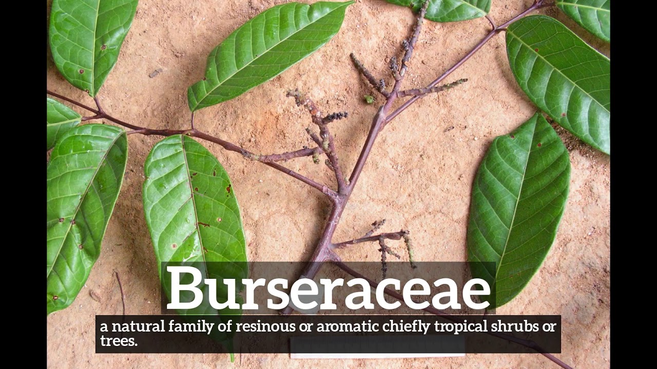How Does Burseraceae Look? | How to Say Burseraceae in English? | What ...
