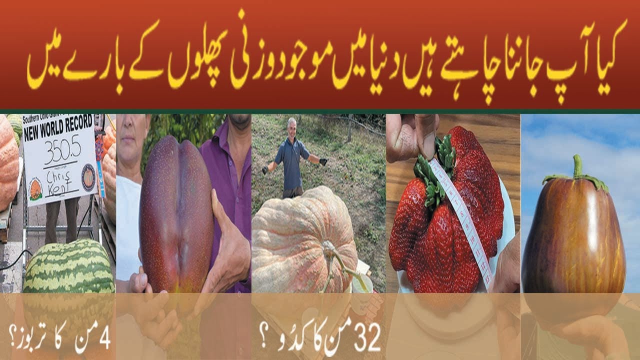 Top 5 of the heaviest and fattest fruits ever grown in (3-mint Short ...