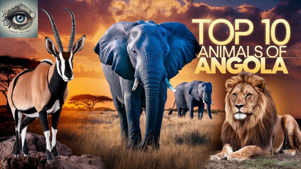 Top 10 Animals of Angola |Top10Animals |AngolaWildlife ...