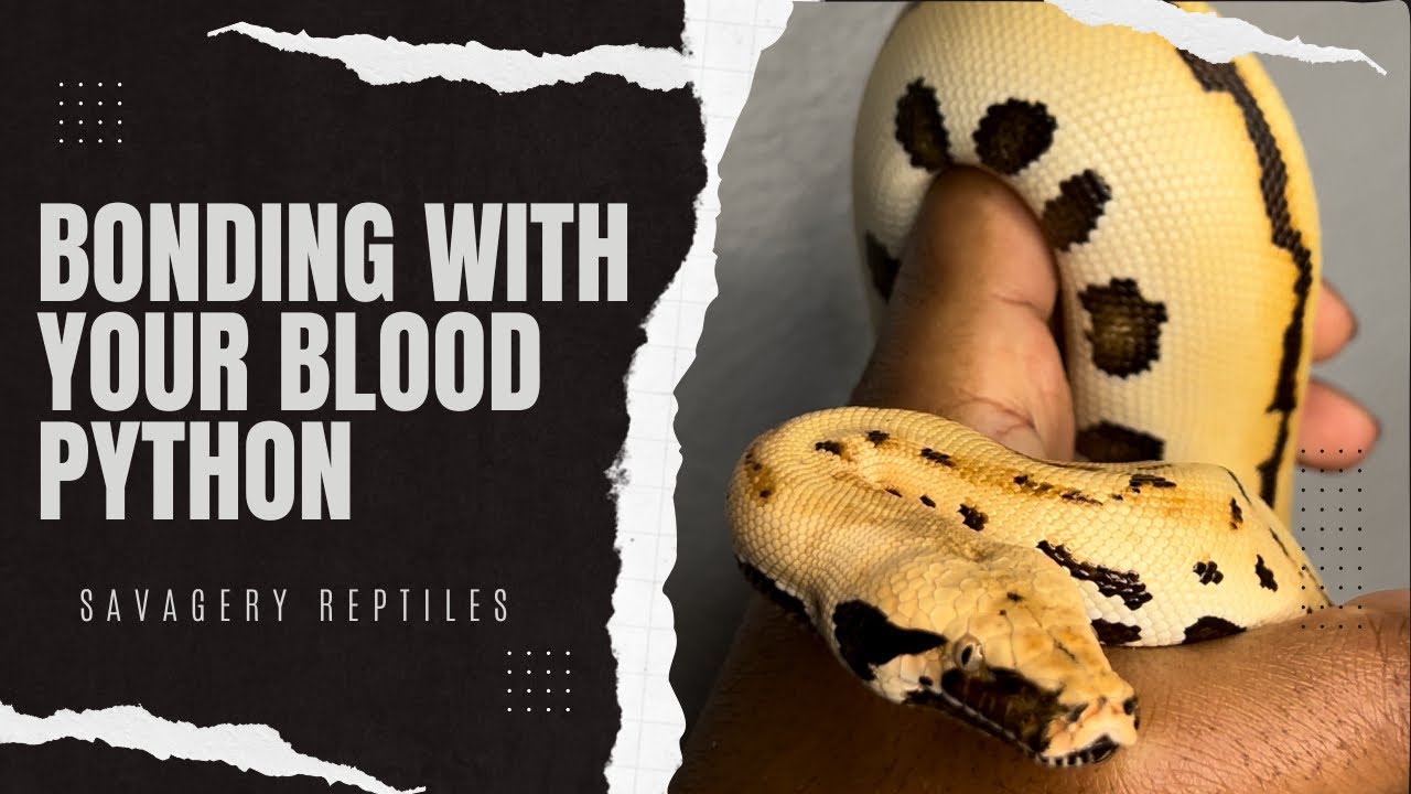 Bonding With Your Blood Python. Is It Possible? - YouTube