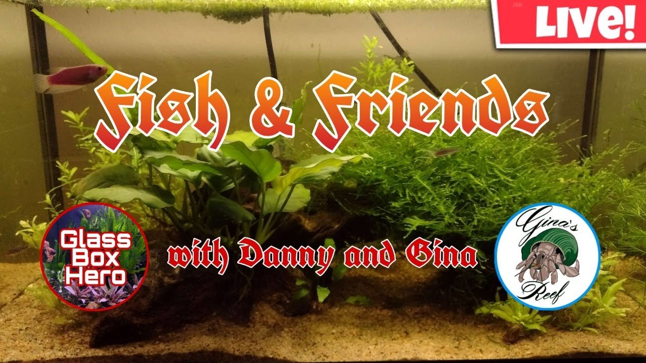 Fish & Friends with Gina and Danny | Season 2, Episode 20 - YouTube