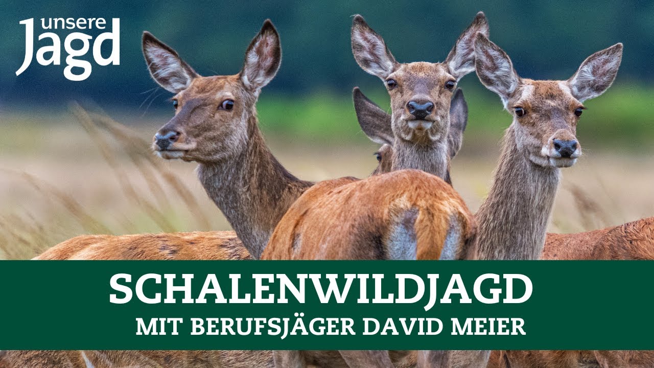 Spannende Schalenwildjagd mit einem Berufsjäger | Profitipps | Rotwild ...