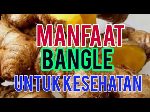 Tips Sehat Inilah Manfaat Bangle Untuk kesehatan Tubuh - YouTube