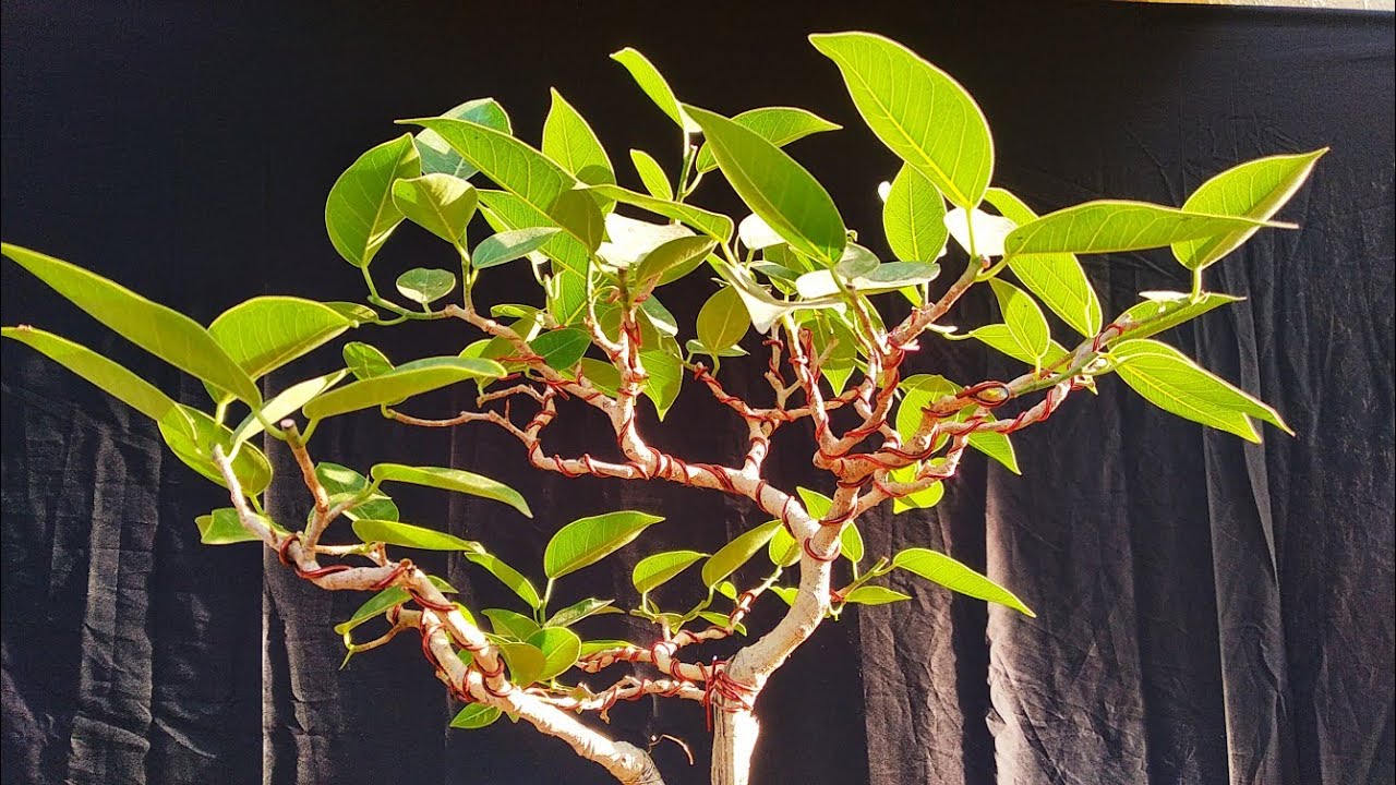 Pinch your plants for branch development - YouTube