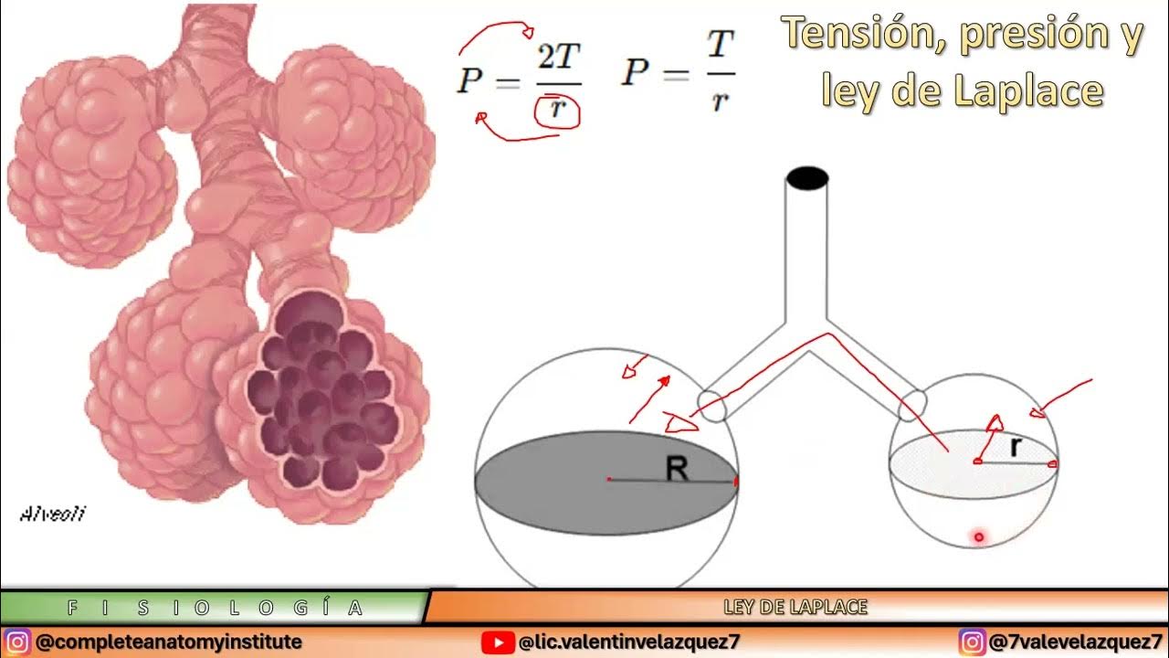 FISIOLOGÍA RESPIRATORIA | TENSIÓN Y LEY DE LAPLACE - YouTube
