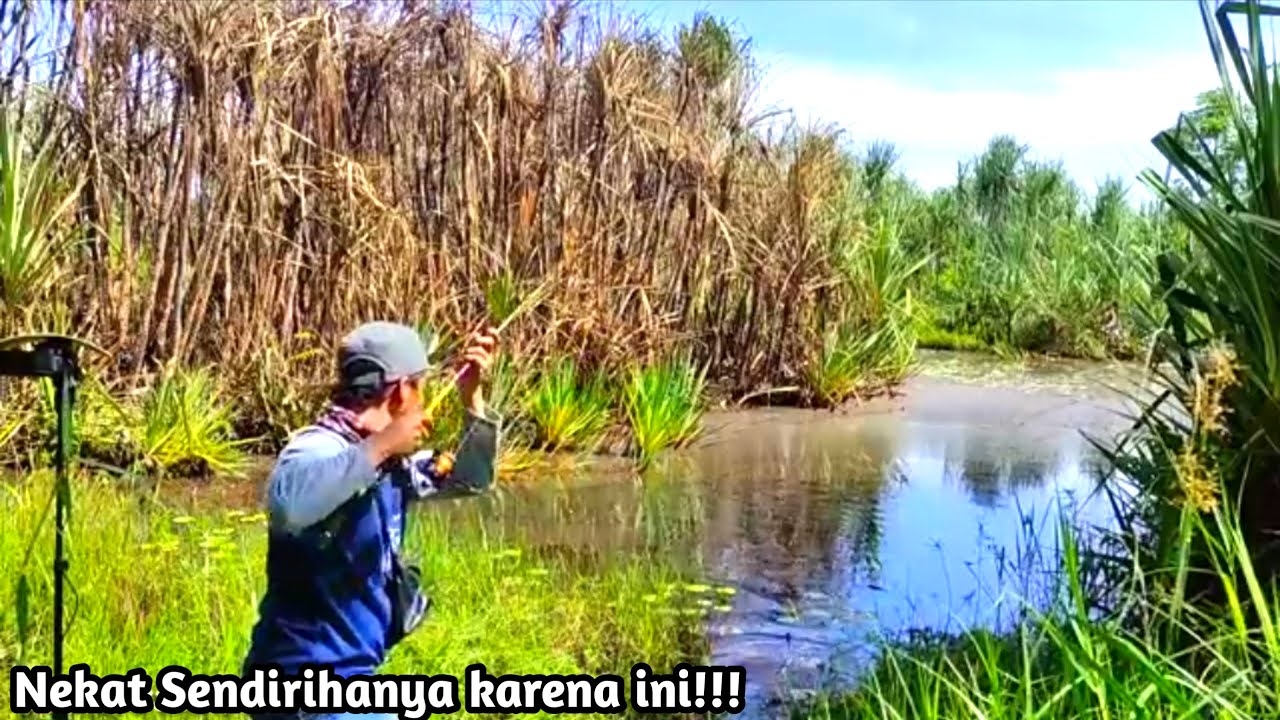 Mancing di Rawa-rawa Untuk Berburu Ikan Favoritnya Para Pemancing - YouTube