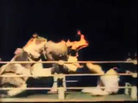 Thomas Edison's Boxing Cats 1894 Colorized - YouTube