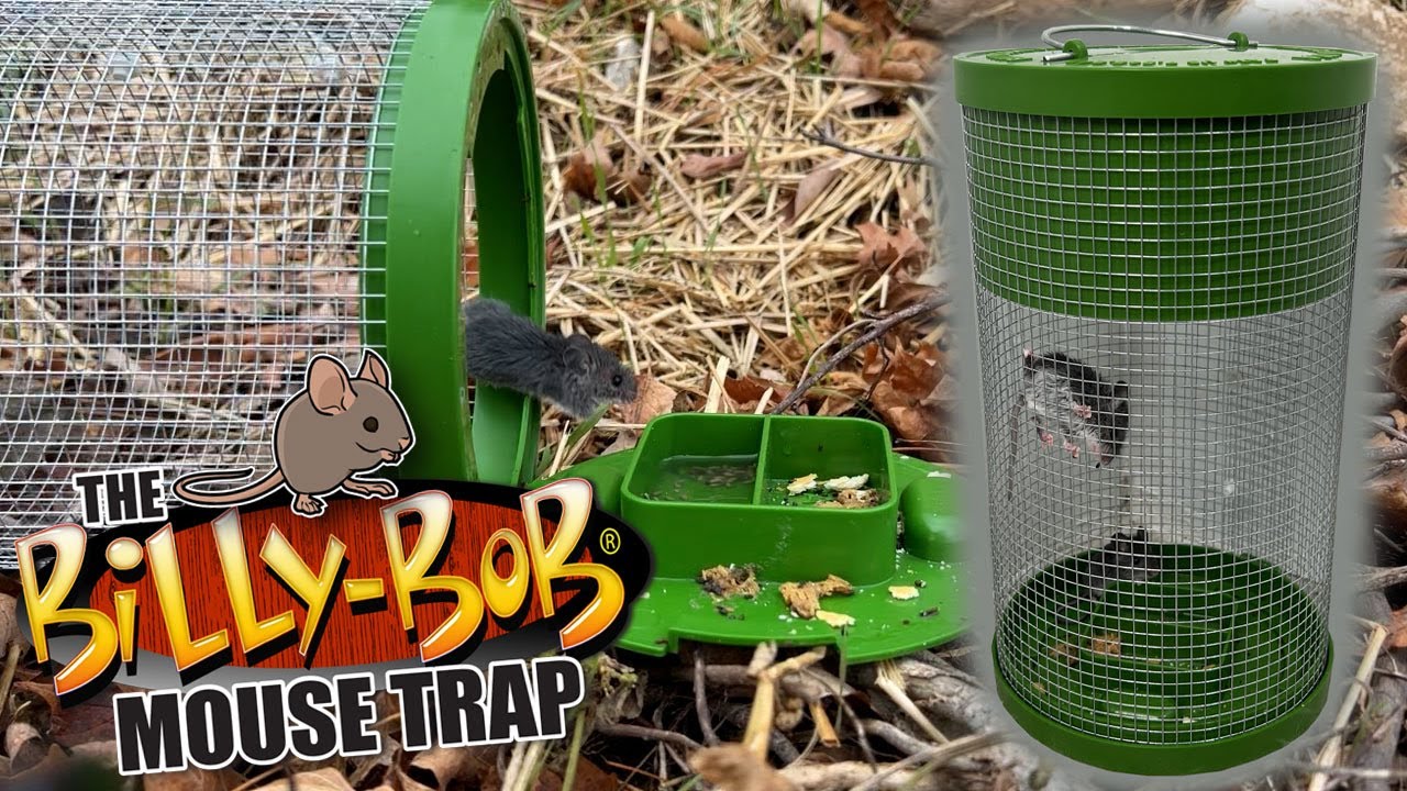 Billy Bob Multi Catch Mouse Trap - YouTube