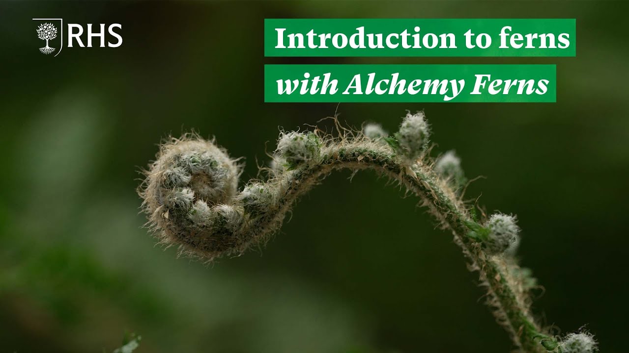 An introduction to ferns | Royal Horticultural Society - YouTube