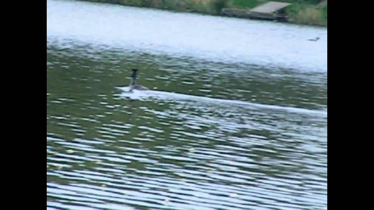 Earlswood Lakes (Engine Lake) - YouTube