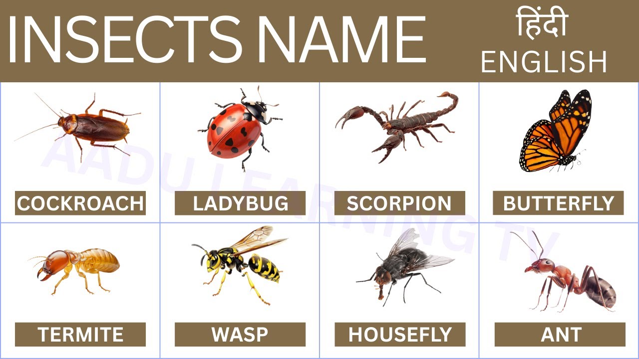 Insects Name in English and Hindi | Kids Learning Video | Learn Insects ...