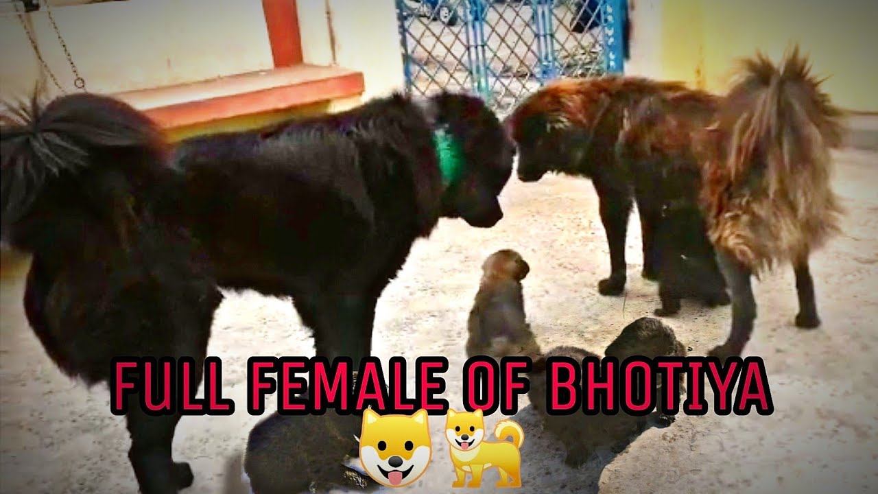 Full Female of Pahadi Bhotiya Dog || एक ही ब्रीड के पहाड़ी भोटिया ...