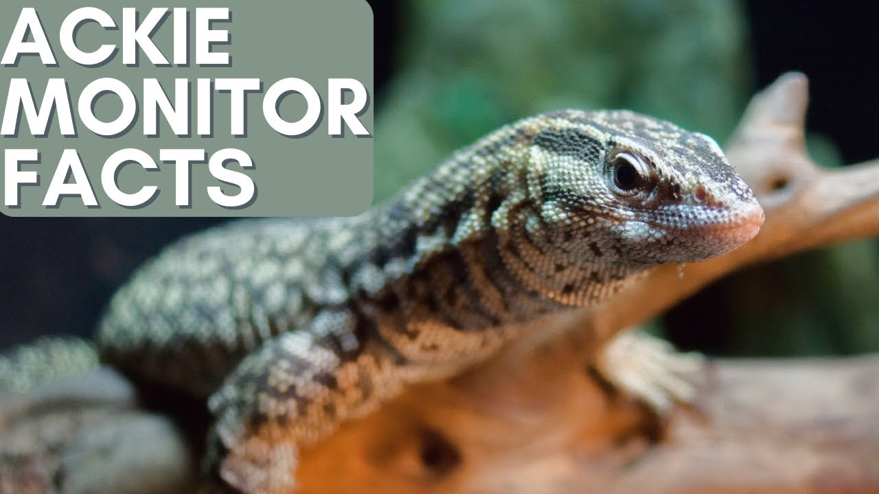 Ackie Monitor Facts you might not know! - YouTube