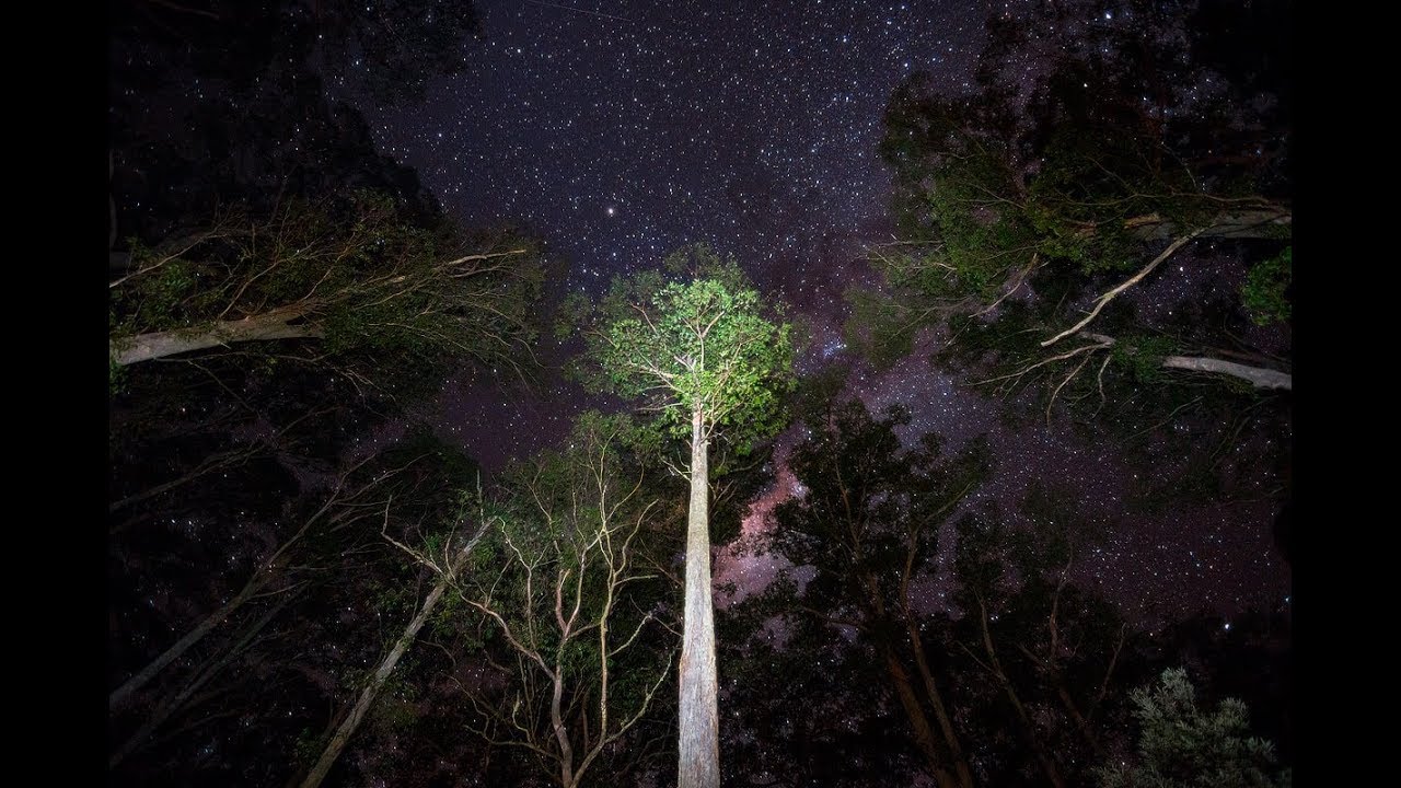 Campsite Of The Day - Thungutti Campground, NSW - YouTube