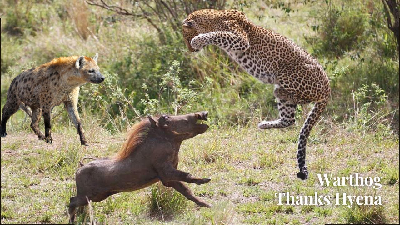 Hyena Attacks Leopard & Warthog Thanks Hyena - YouTube